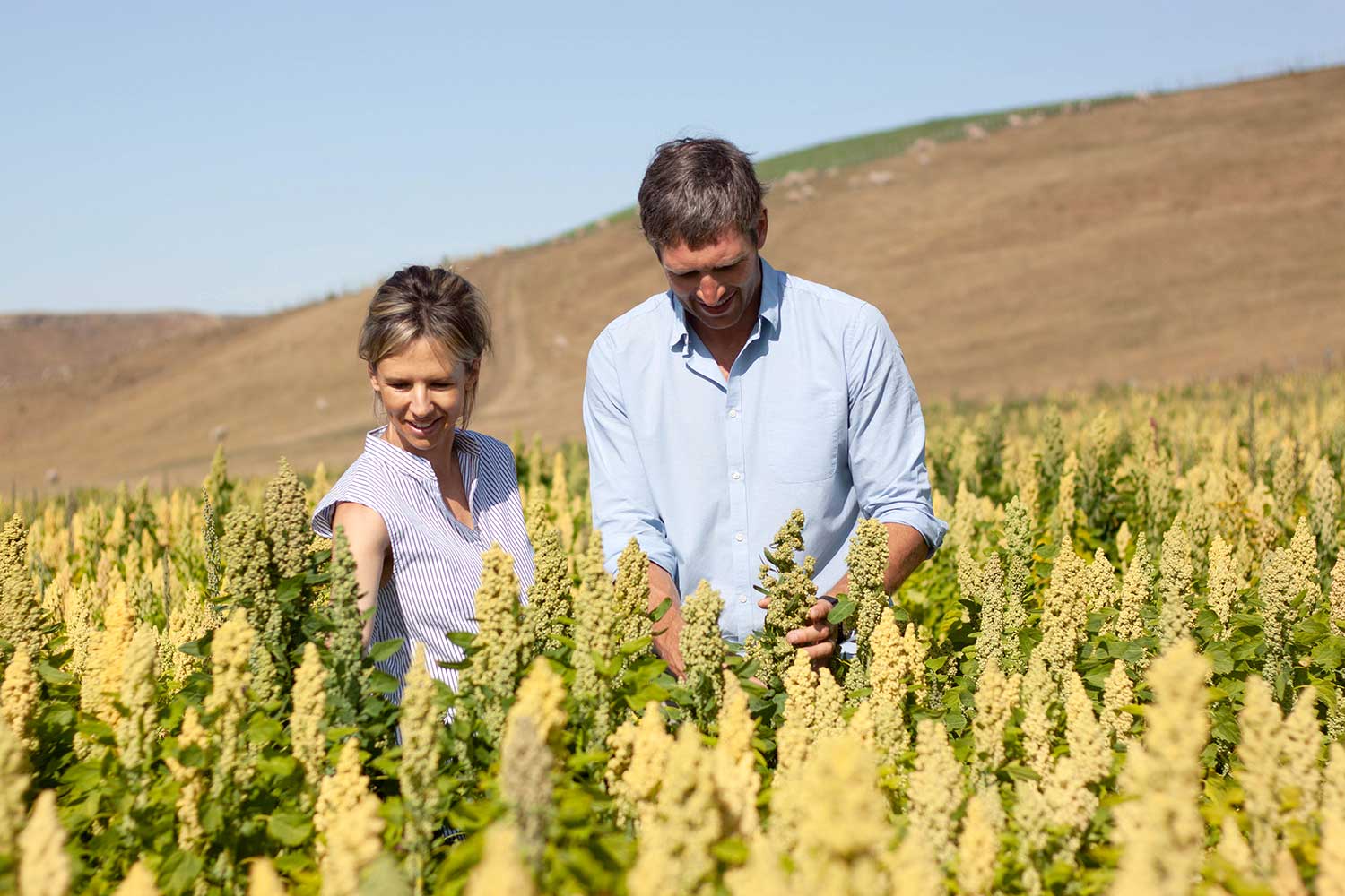 About – Kiwi Quinoa