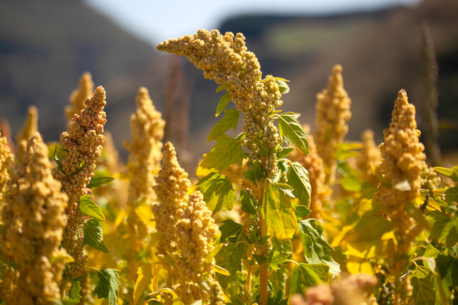 Quinoa NZ | Buy Online | Kiwi Quinoa